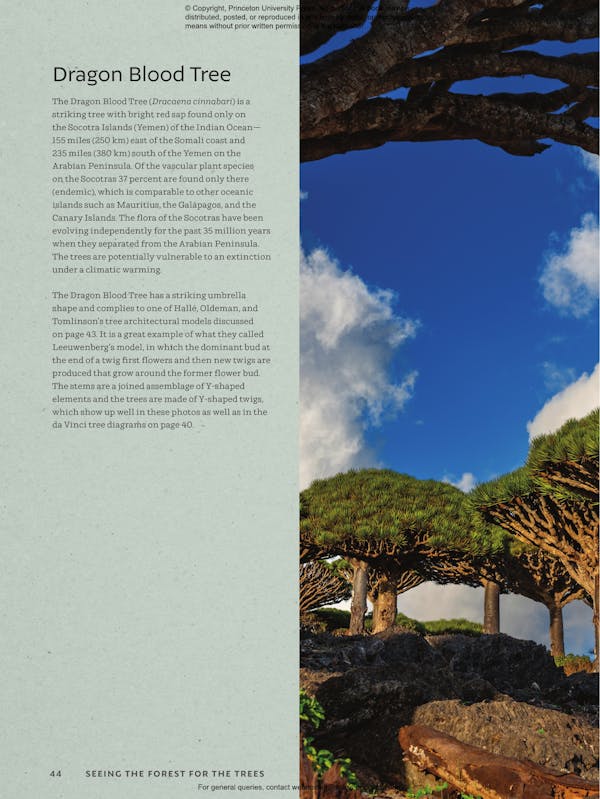 The World Atlas of Trees and Forests | Princeton University Press