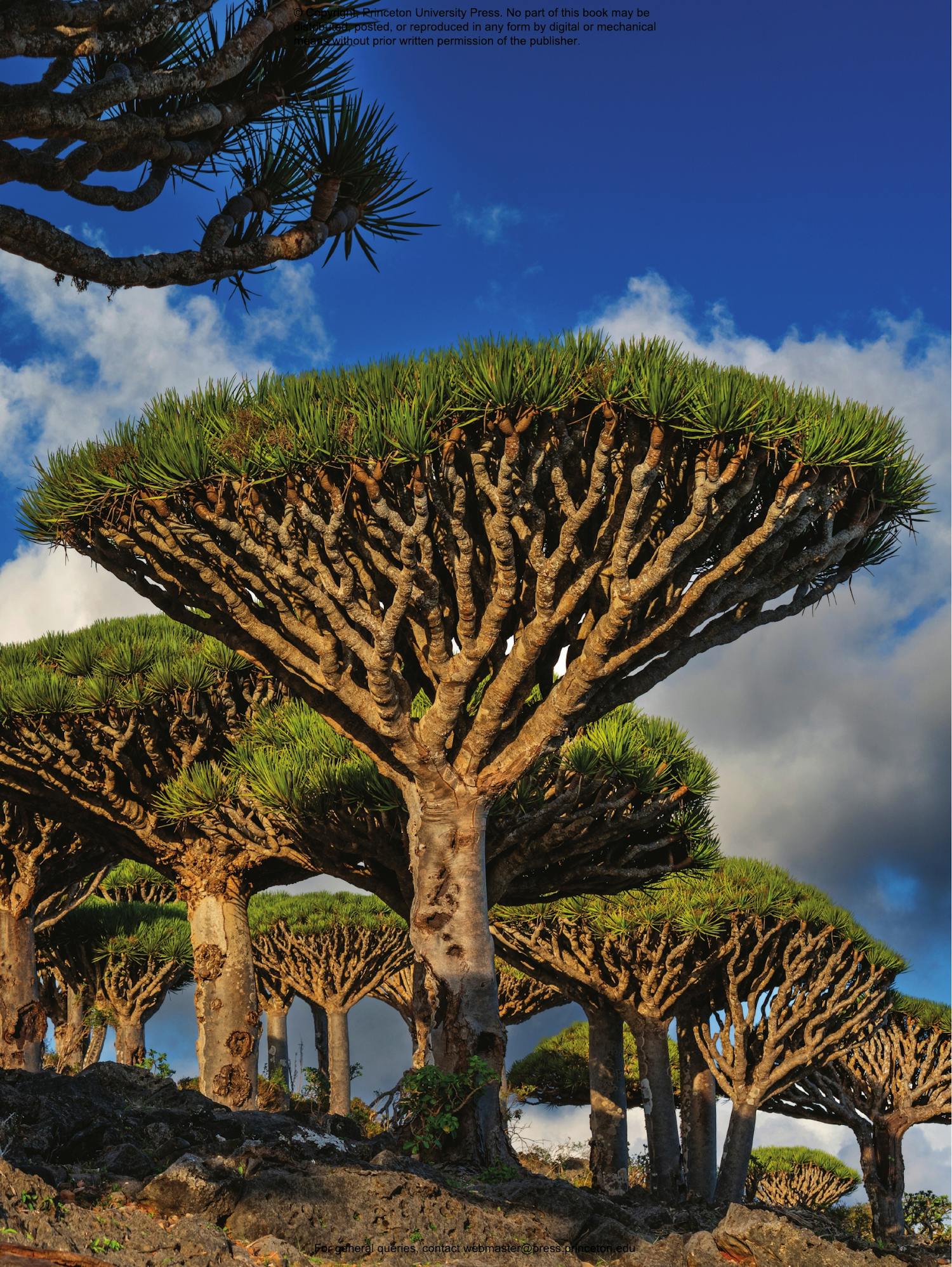 The World Atlas of Trees and Forests | Princeton University Press