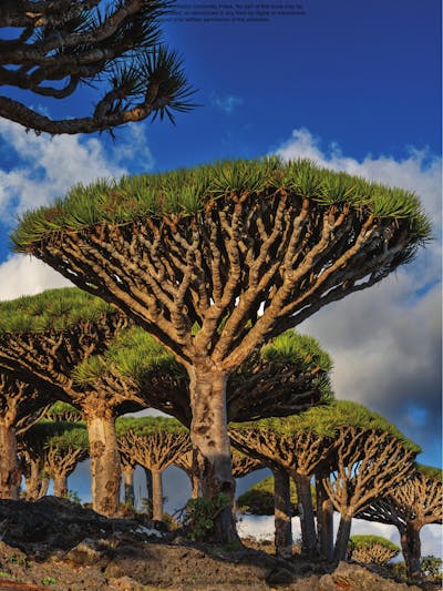 The World Atlas of Trees and Forests | Princeton University Press