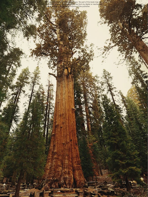 The World Atlas of Trees and Forests | Princeton University Press