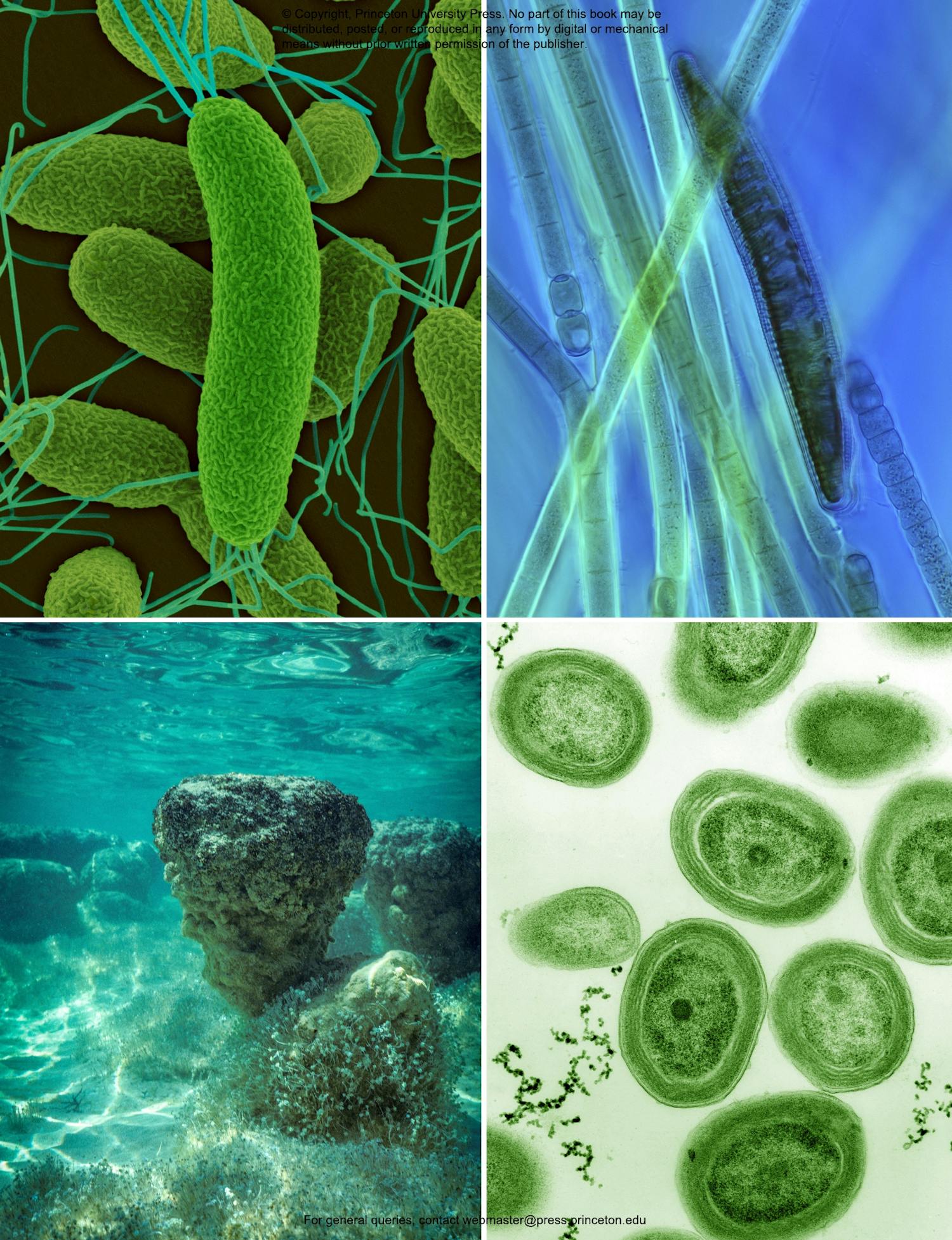 The Deep Ocean | Princeton University Press