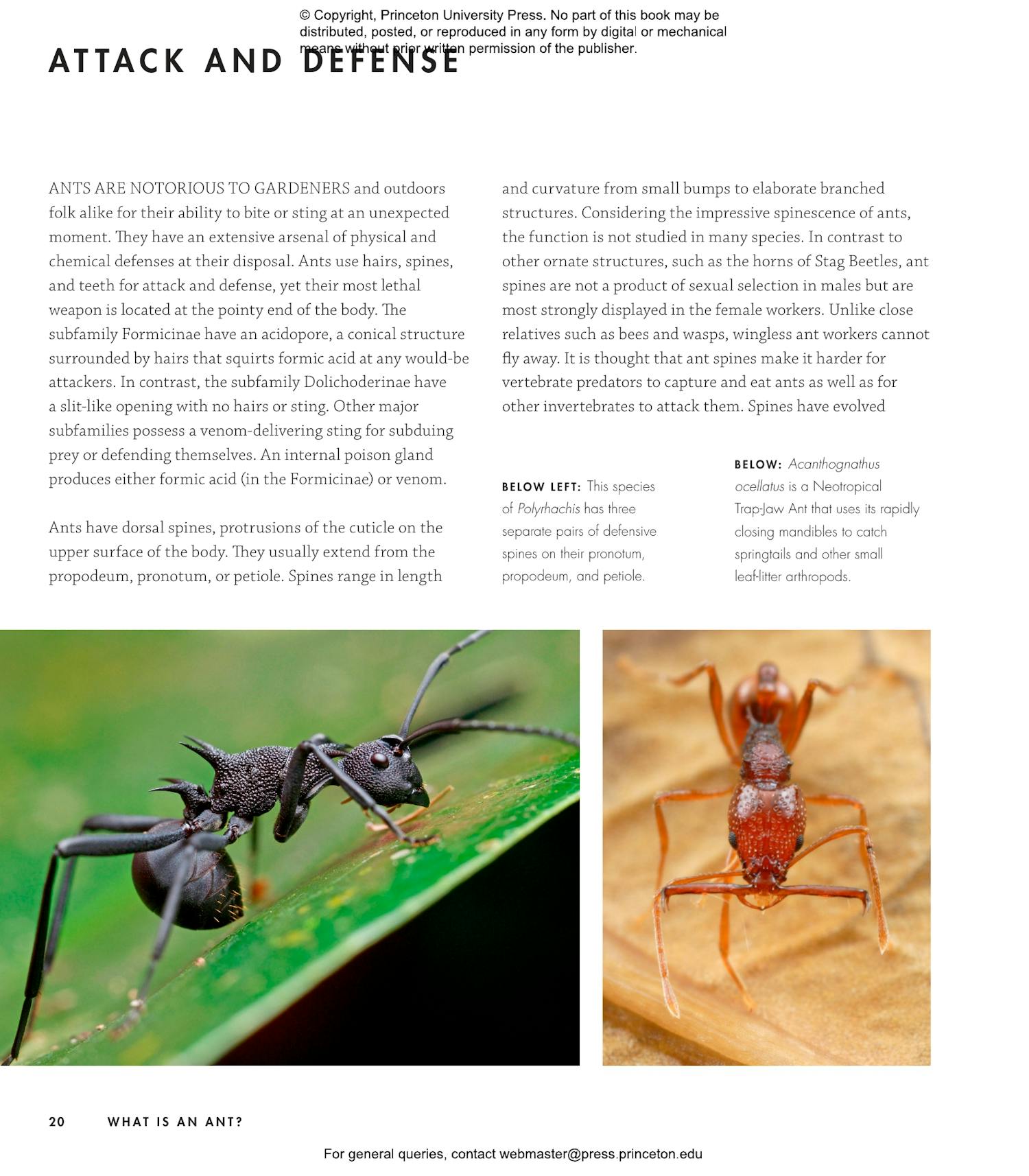 Ants | Princeton University Press