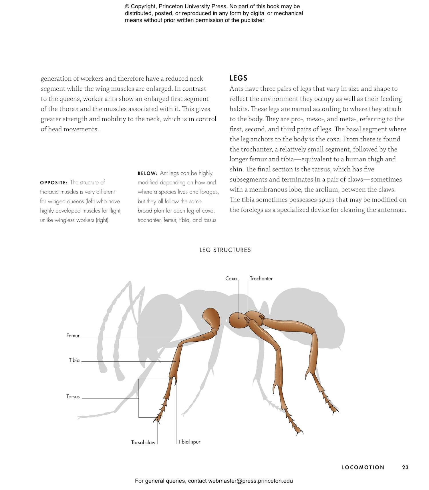 Ants | Princeton University Press