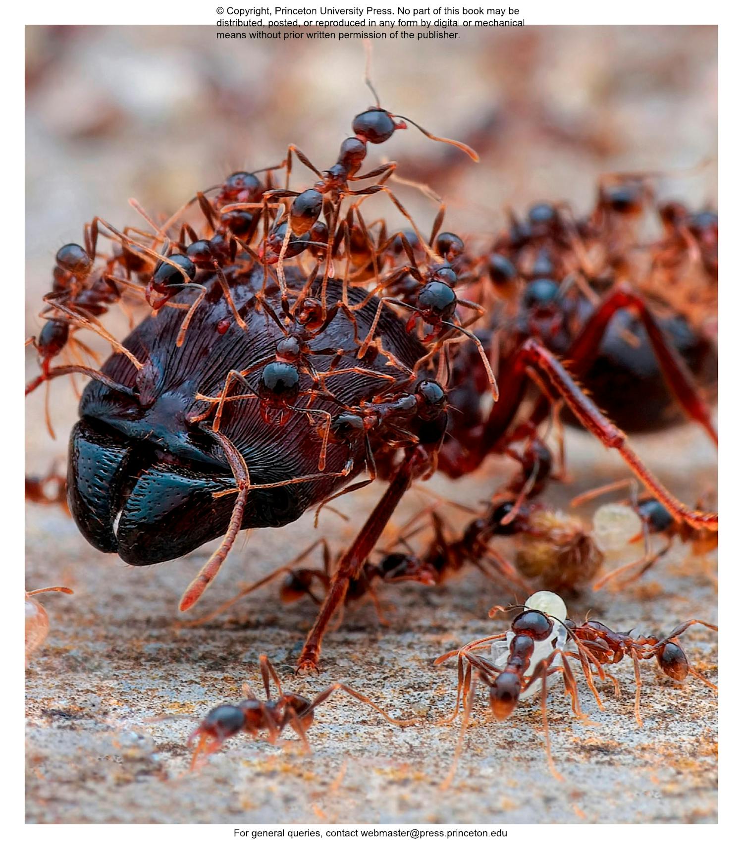 Ants | Princeton University Press