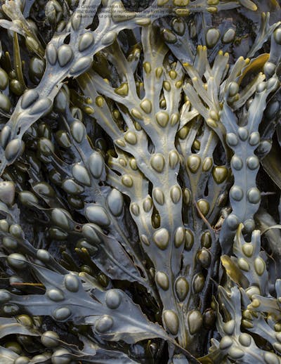 The Lives of Seaweeds | Princeton University Press
