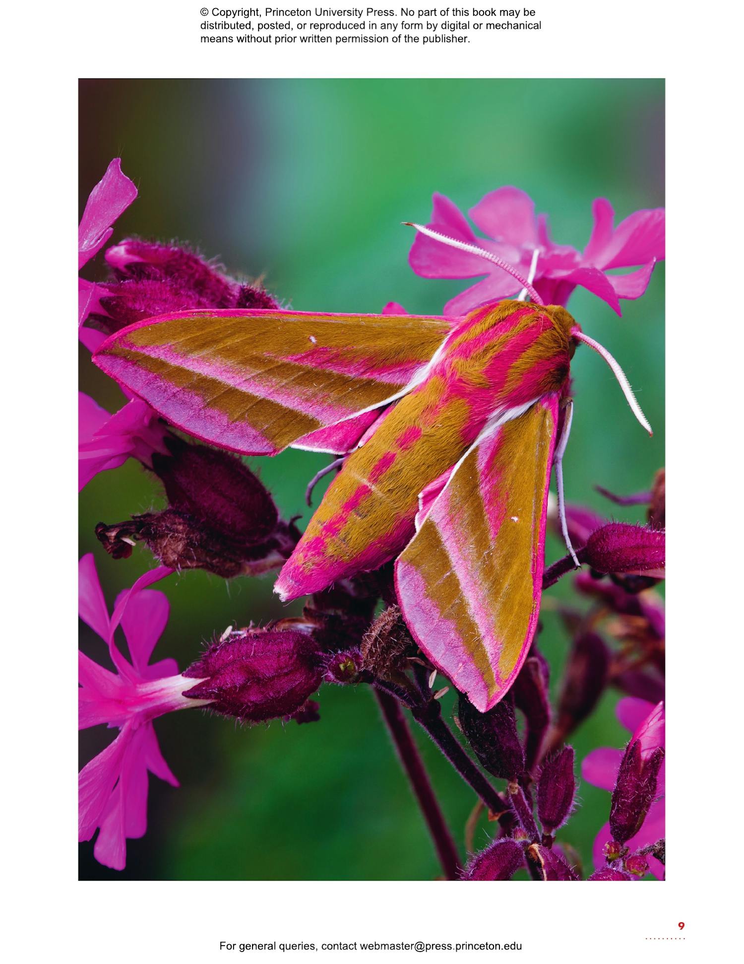 The Lives of Moths | Princeton University Press