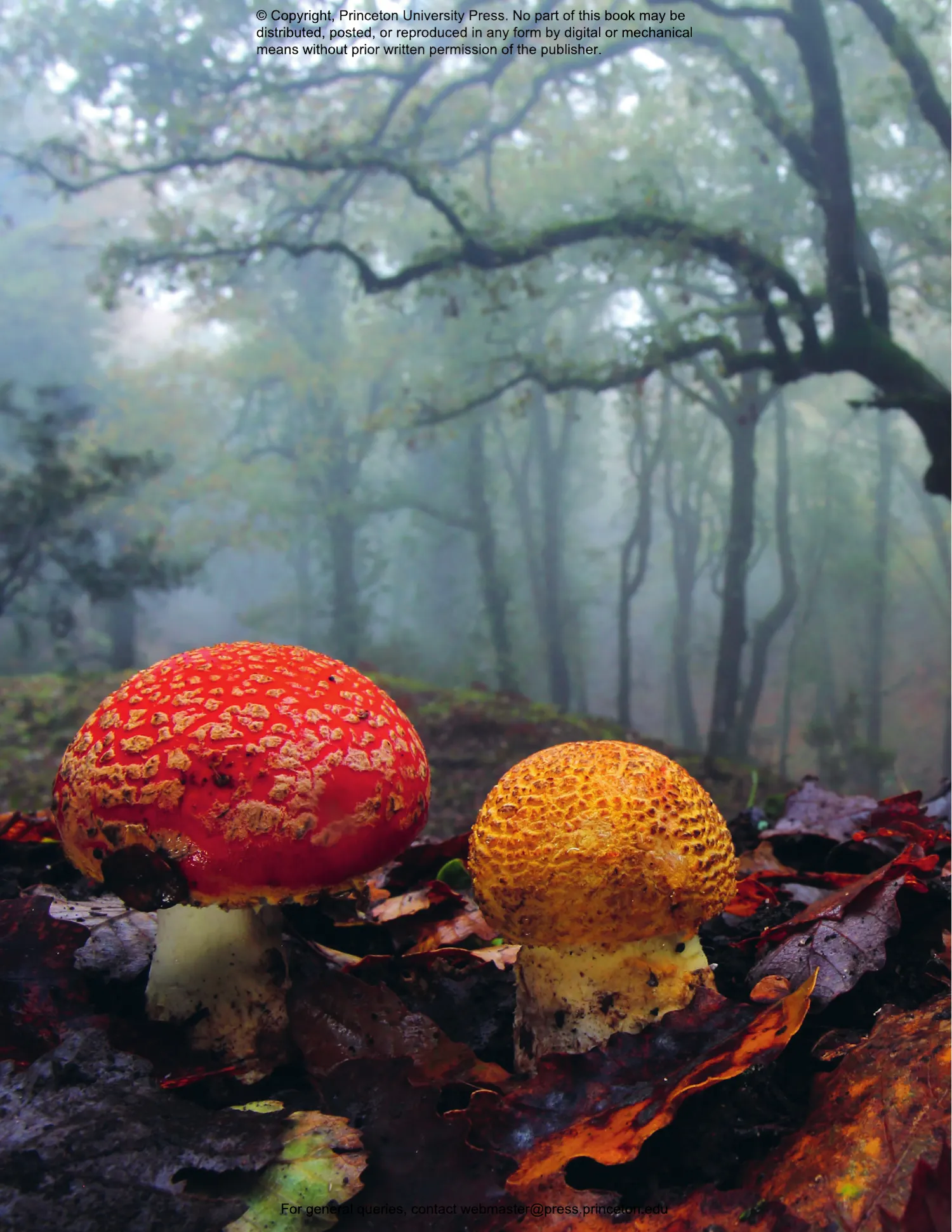 The Lives of Fungi | Princeton University Press