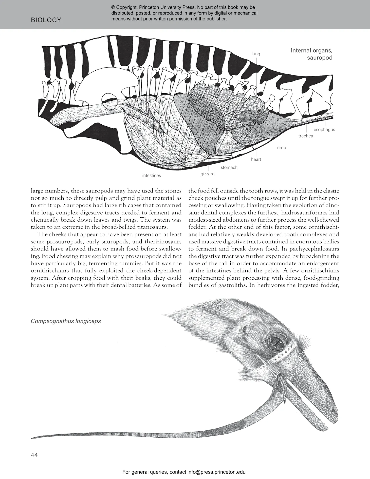 The Princeton Field Guide to Dinosaurs Third Edition | Princeton ...