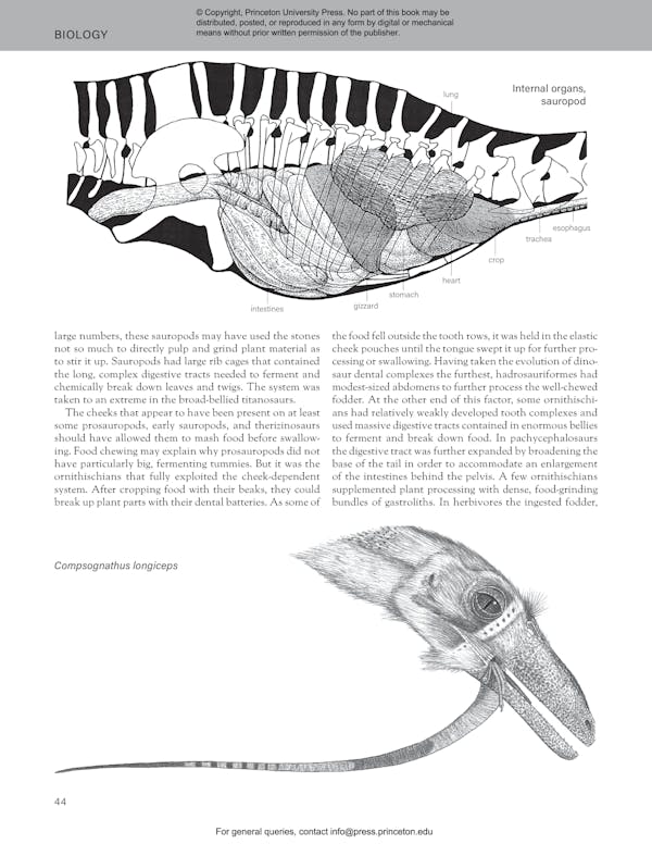 The Princeton Field Guide to Dinosaurs Third Edition | Princeton University Press