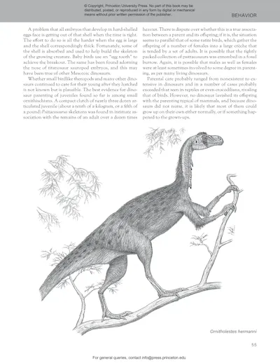 The Princeton Field Guide to Dinosaurs Third Edition | Princeton ...