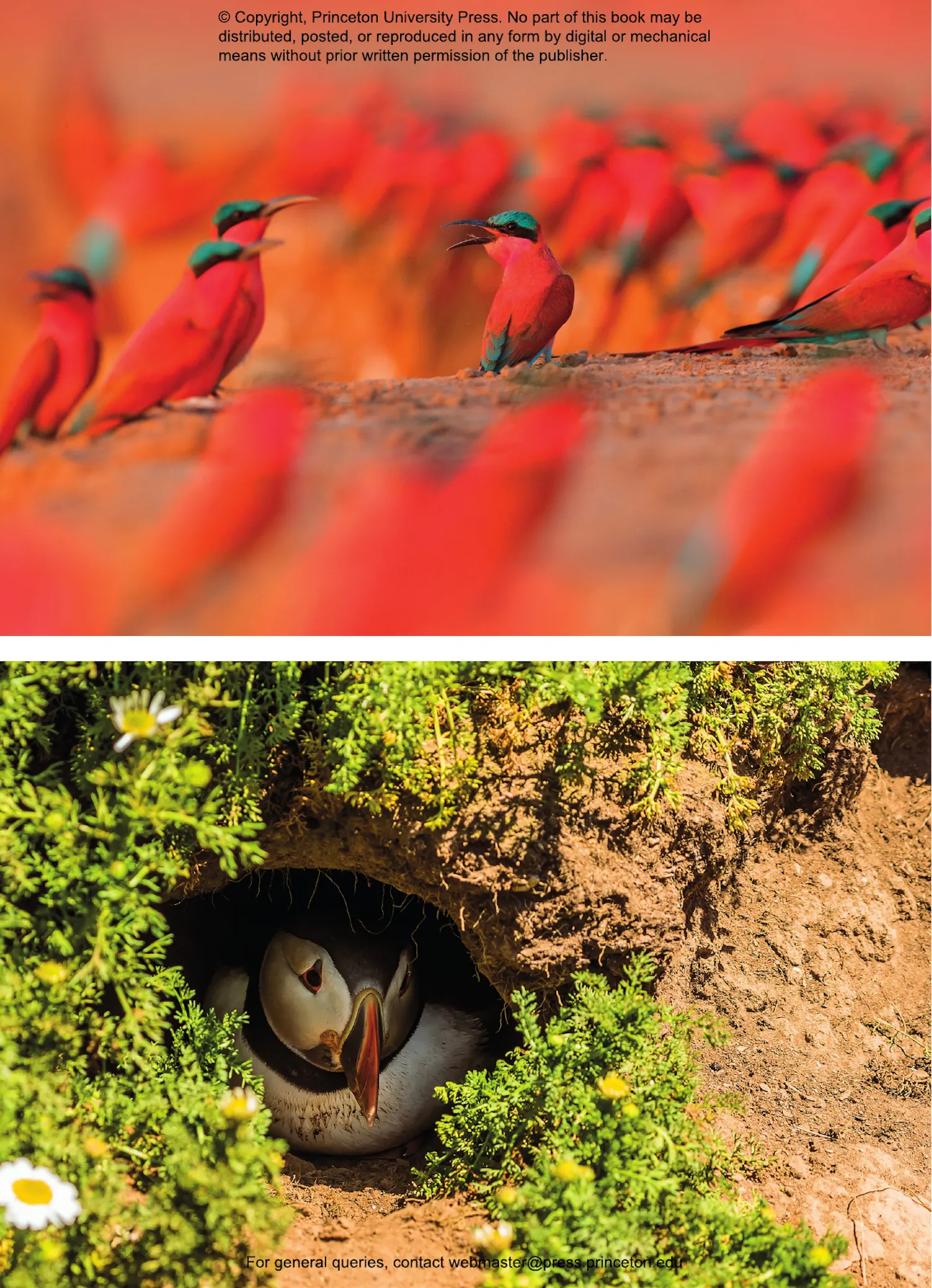 How Birds Live Together | Princeton University Press