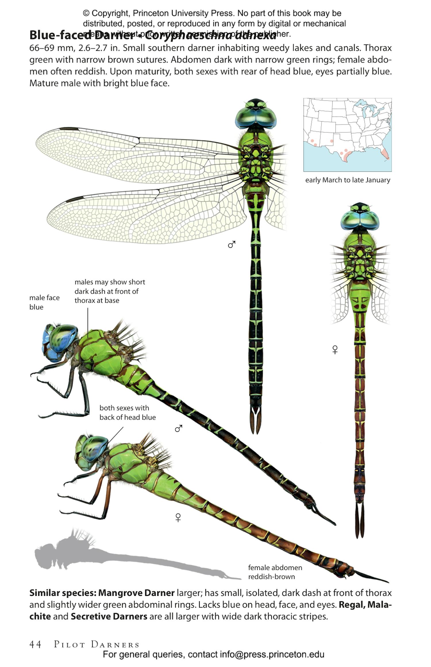 Dragonflies of North America | Princeton University Press