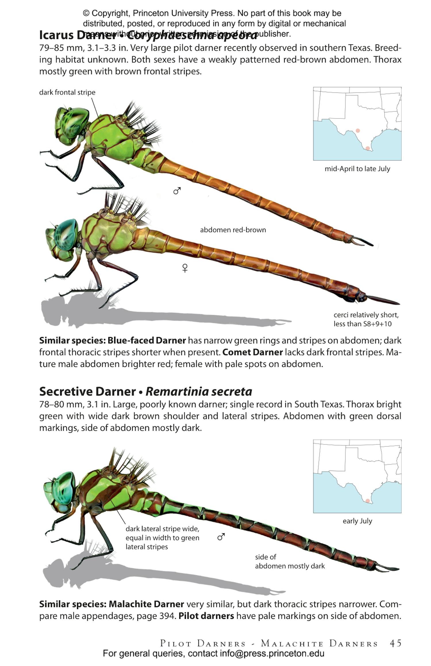 Dragonflies of North America | Princeton University Press