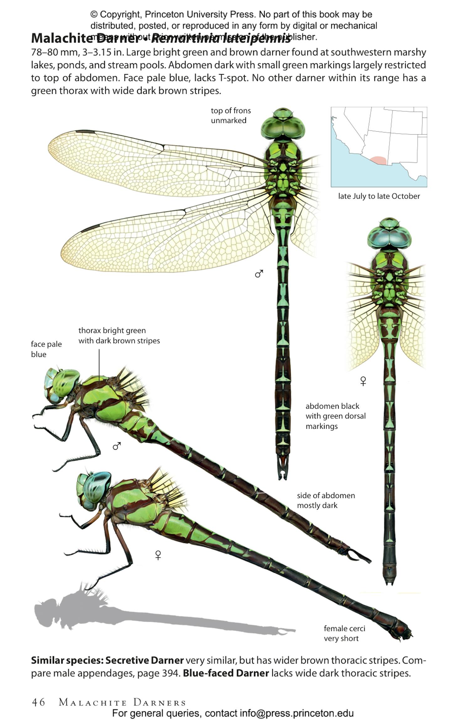 Dragonflies of North America | Princeton University Press