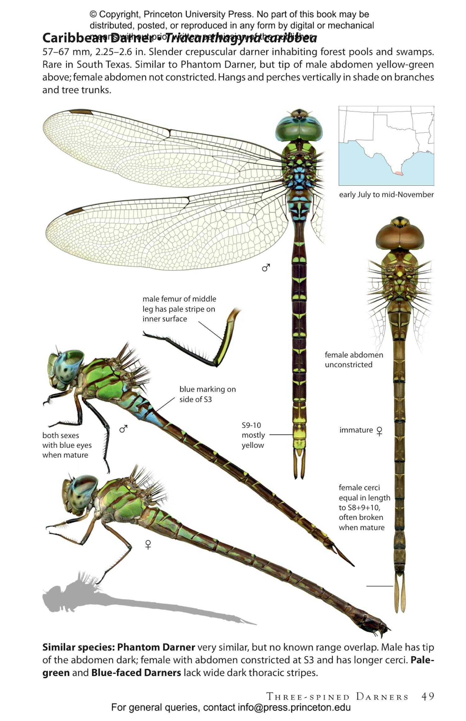 Dragonflies of North America | Princeton University Press