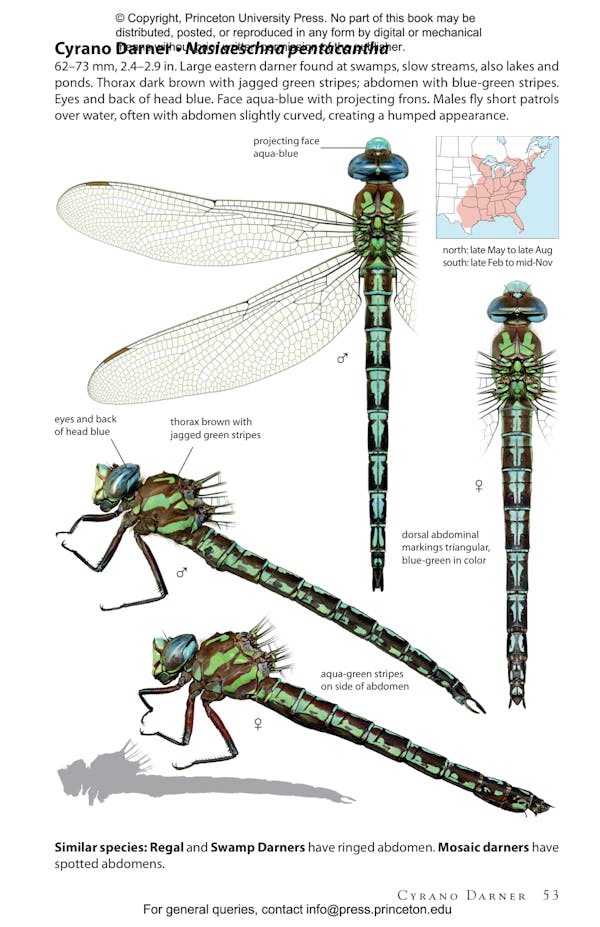 Dragonflies of North America | Princeton University Press