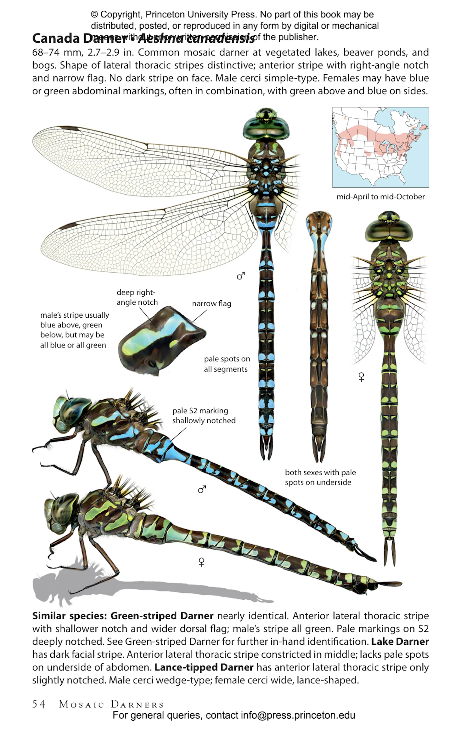 Dragonflies of North America | Princeton University Press