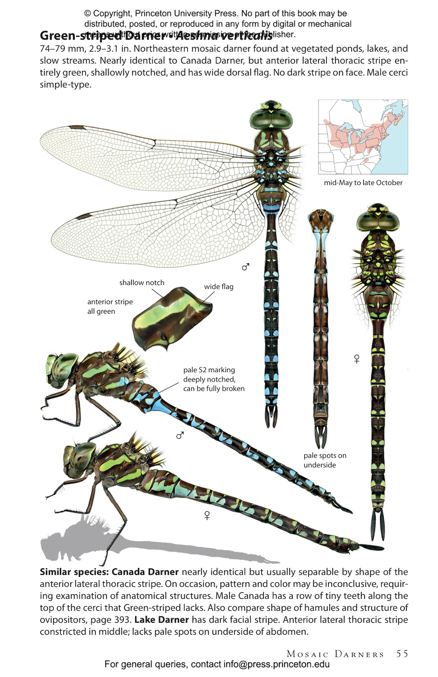 Dragonflies of North America | Princeton University Press