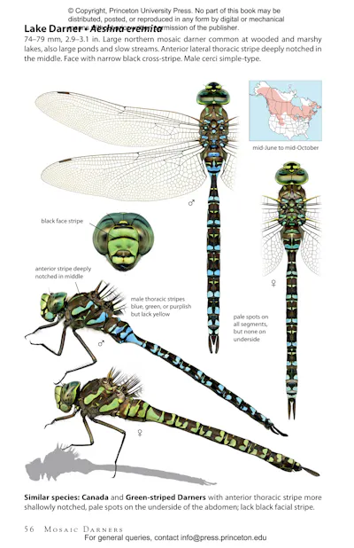Dragonflies of North America | Princeton University Press