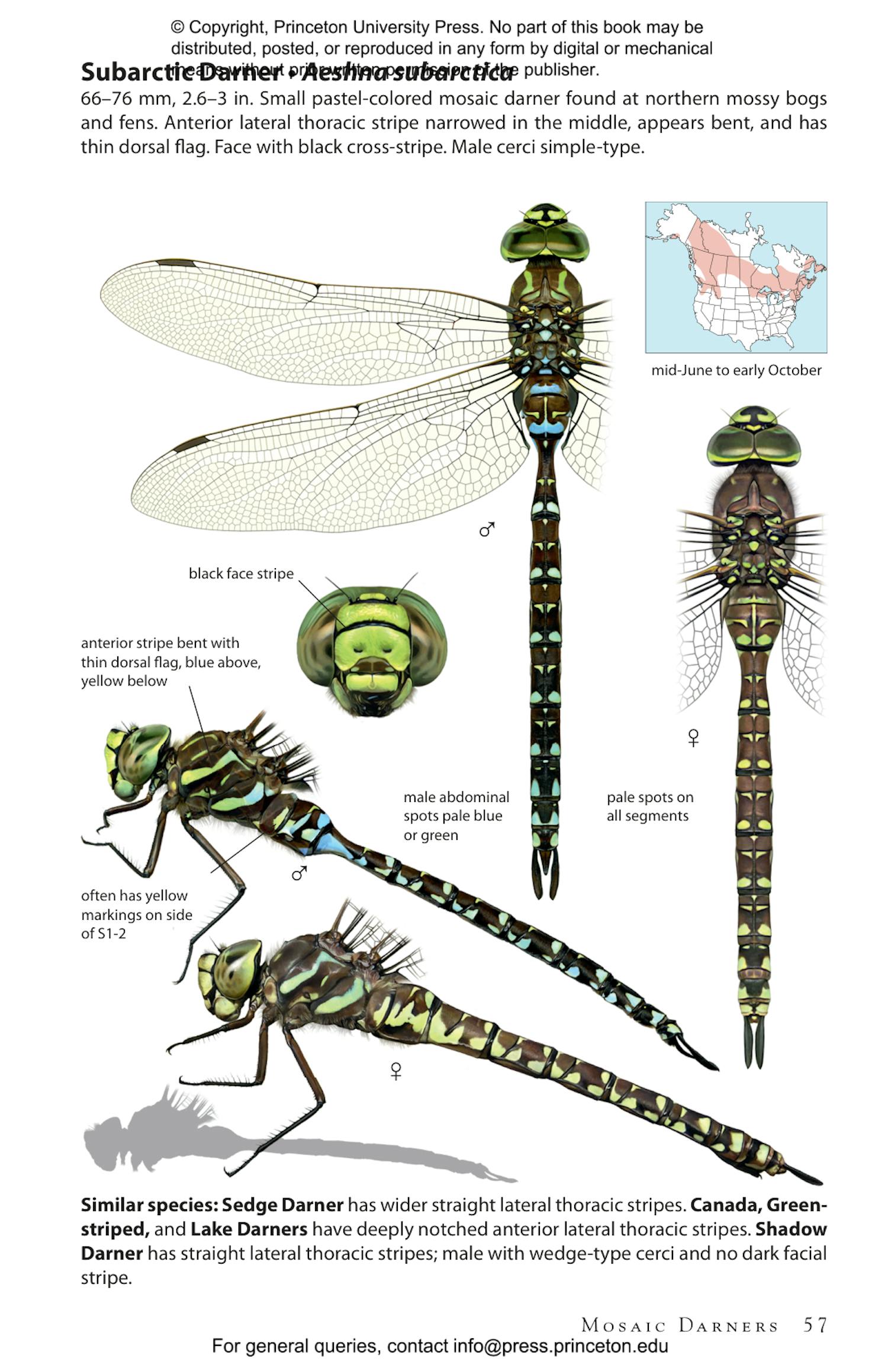 Dragonflies of North America | Princeton University Press