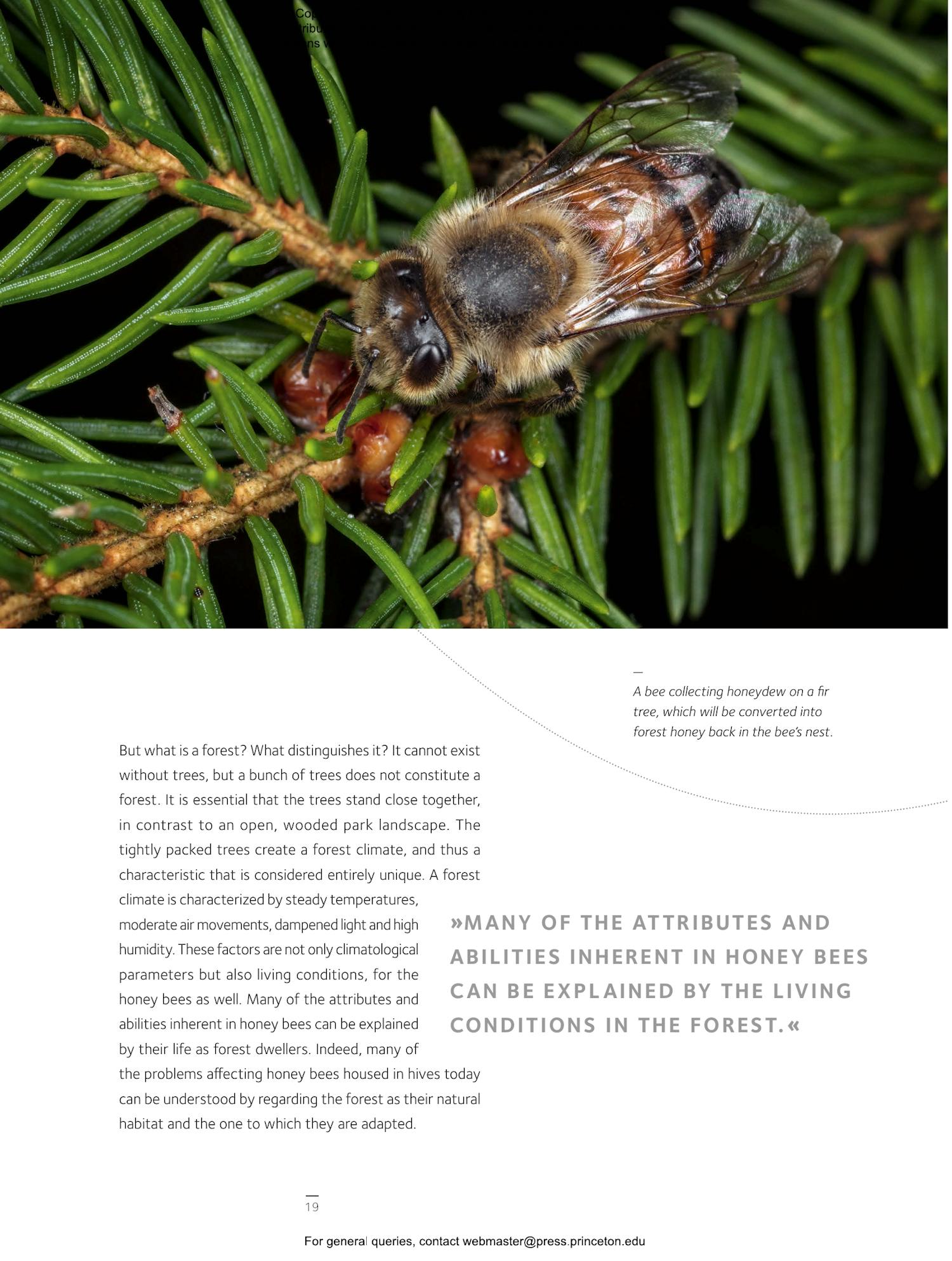 Wild Honey Bees | Princeton University Press