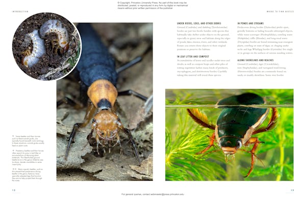 The Lives of Beetles | Princeton University Press