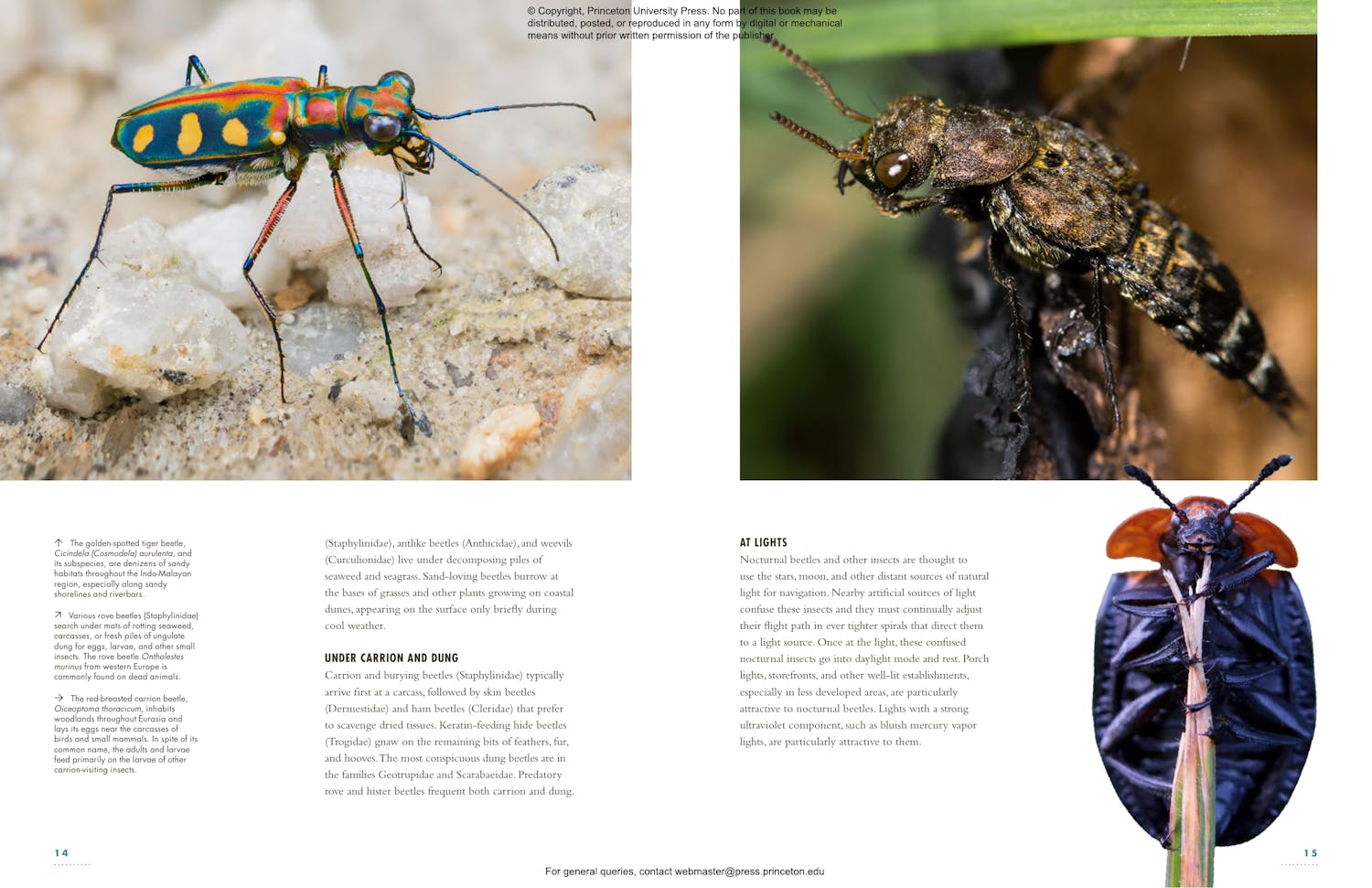 The Lives of Beetles | Princeton University Press