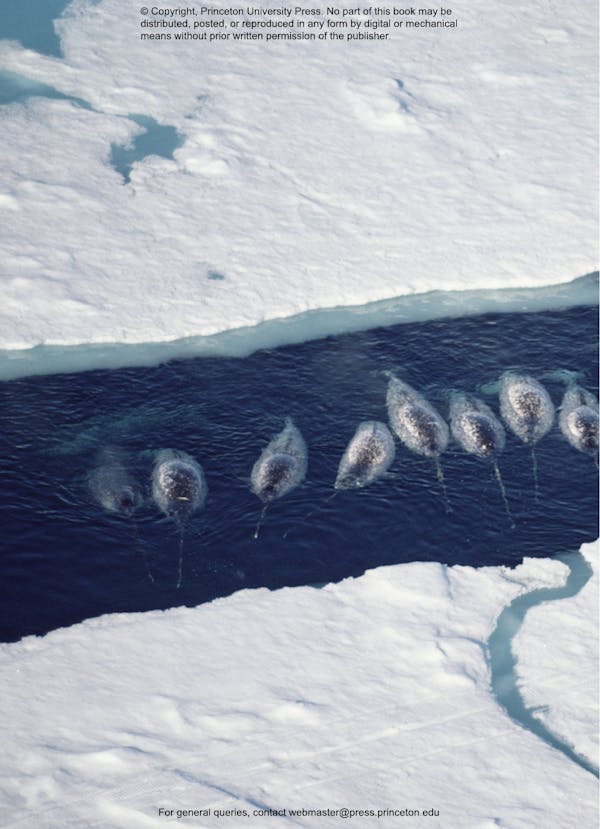 Sea Mammals | Princeton University Press