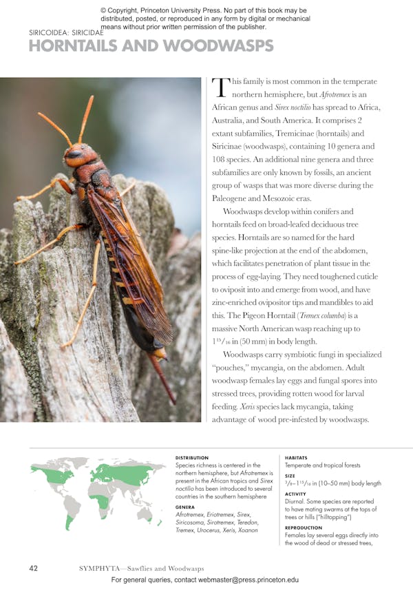 Wasps of the World | Princeton University Press