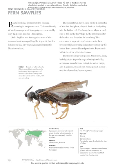 Wasps of the World | Princeton University Press