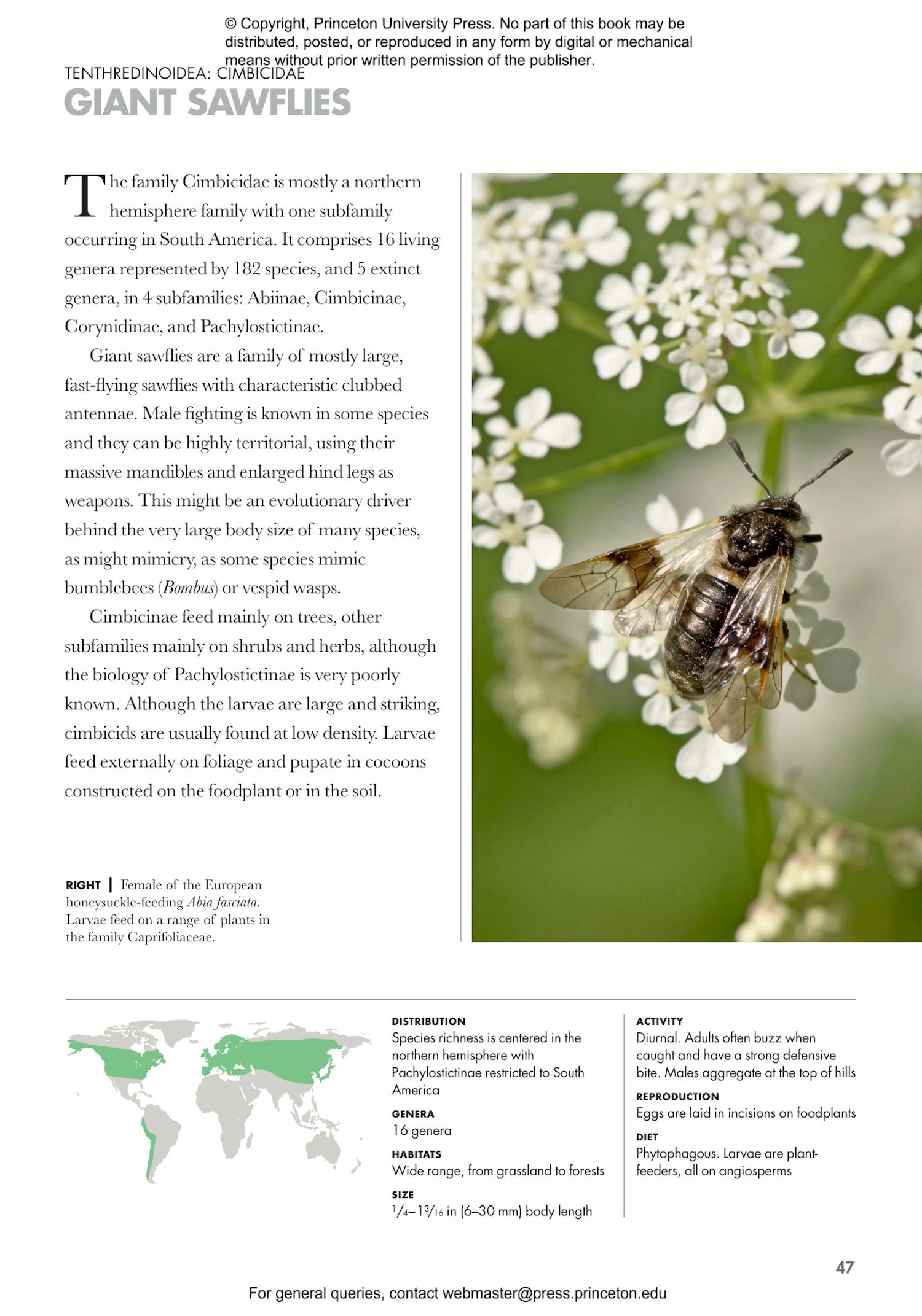 Wasps of the World | Princeton University Press