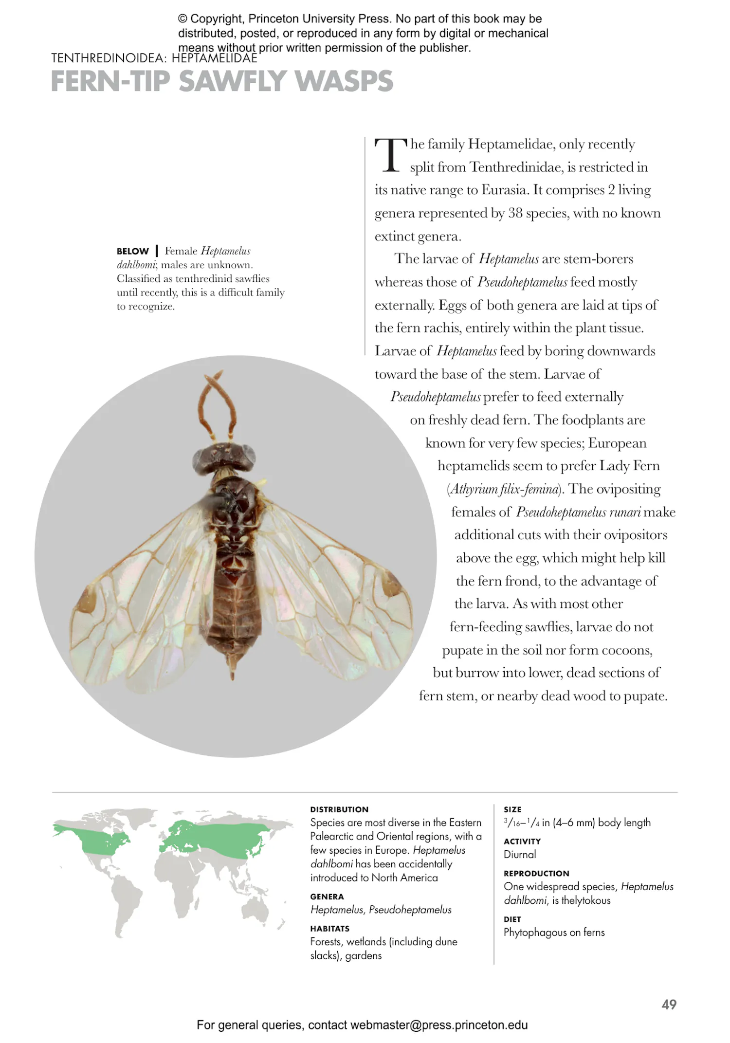 Wasps of the World | Princeton University Press