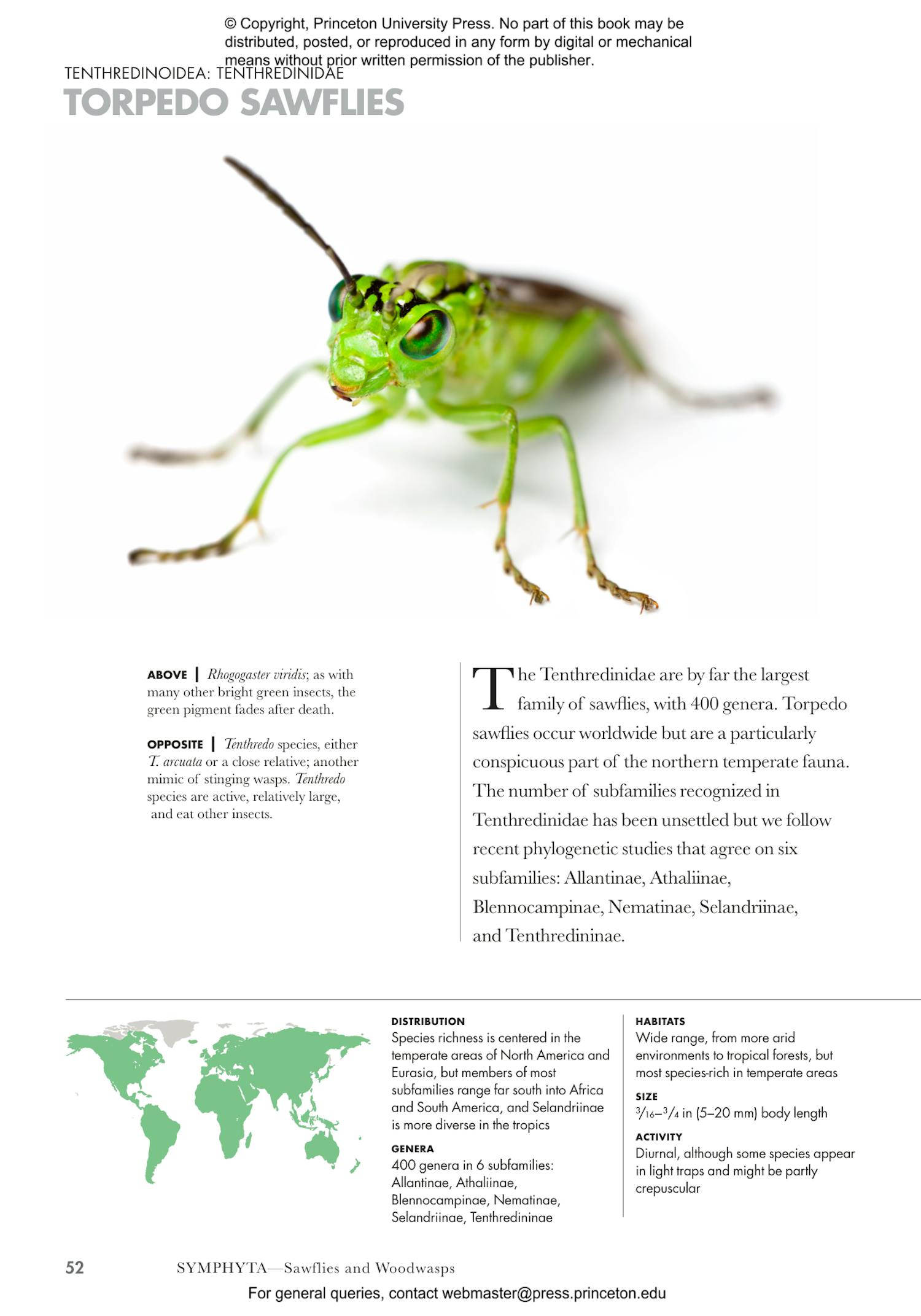 Wasps of the World | Princeton University Press