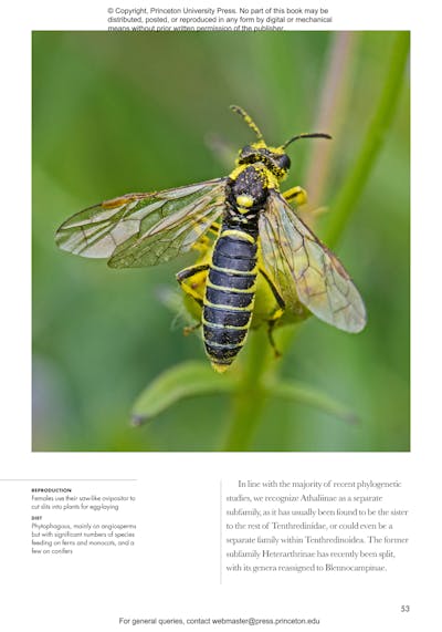 Wasps of the World | Princeton University Press