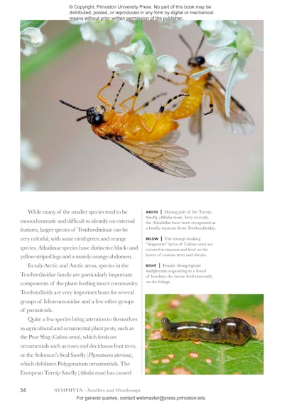 Wasps of the World | Princeton University Press