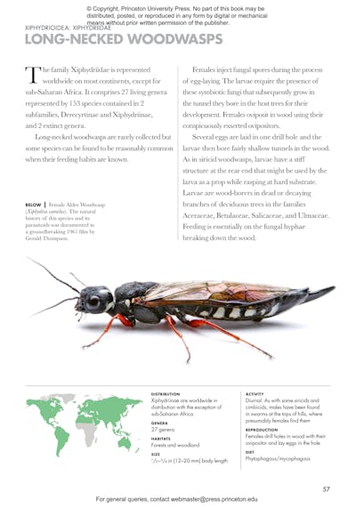 Wasps of the World | Princeton University Press