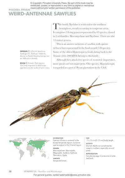 Wasps of the World | Princeton University Press