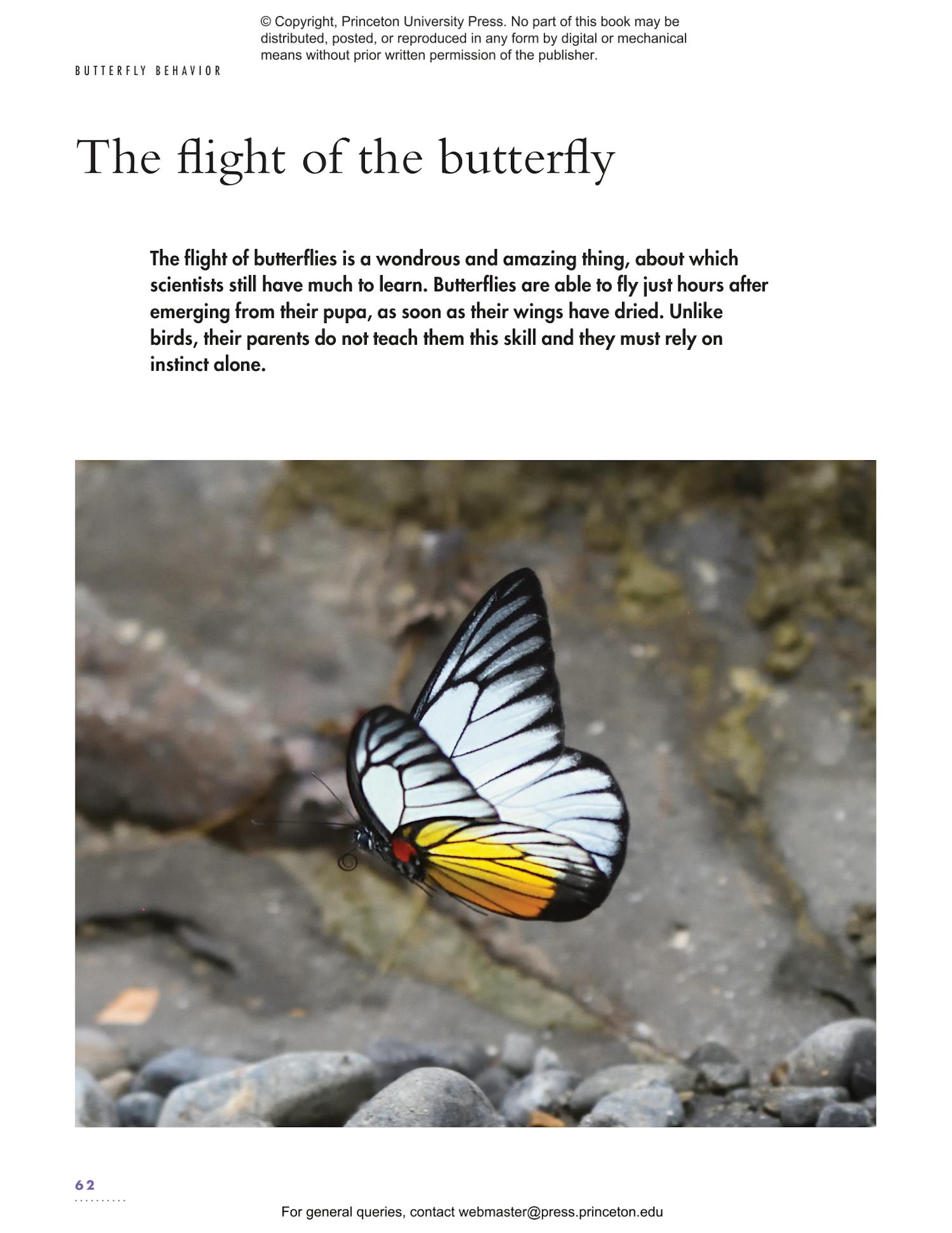 The Lives of Butterflies | Princeton University Press