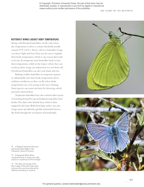 The Lives of Butterflies | Princeton University Press