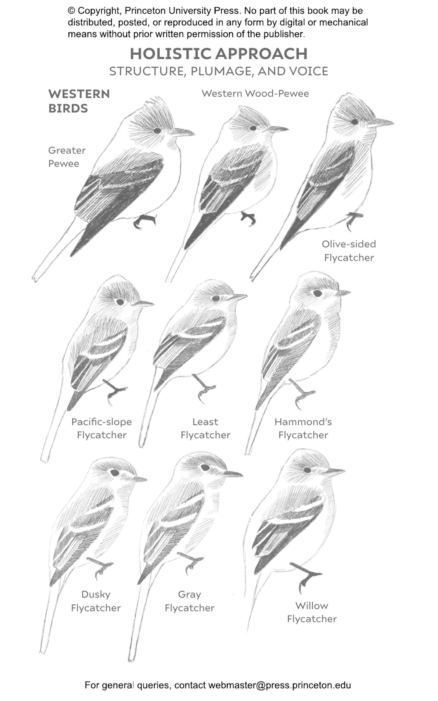 Field Guide to North American Flycatchers | Princeton University Press
