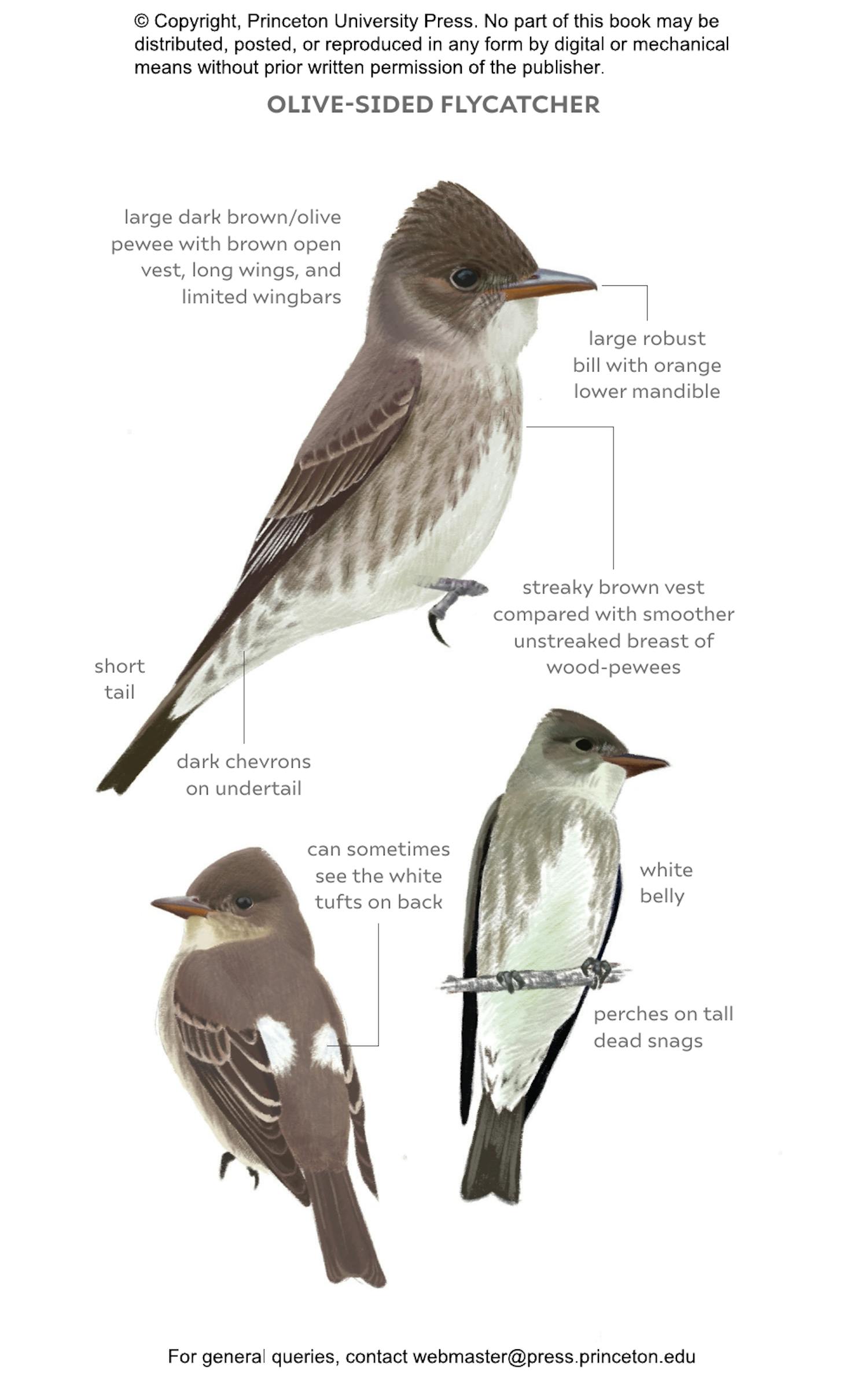Field Guide to North American Flycatchers | Princeton University Press