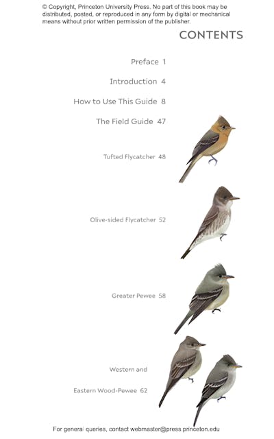 Field Guide to North American Flycatchers | Princeton University Press