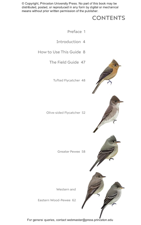 Field Guide to North American Flycatchers | Princeton University Press