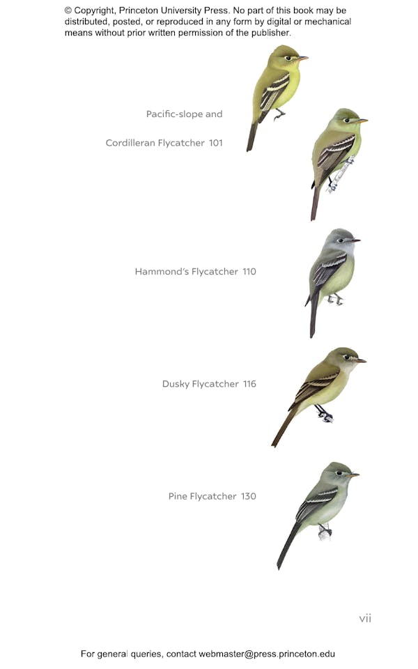 Field Guide to North American Flycatchers | Princeton University Press