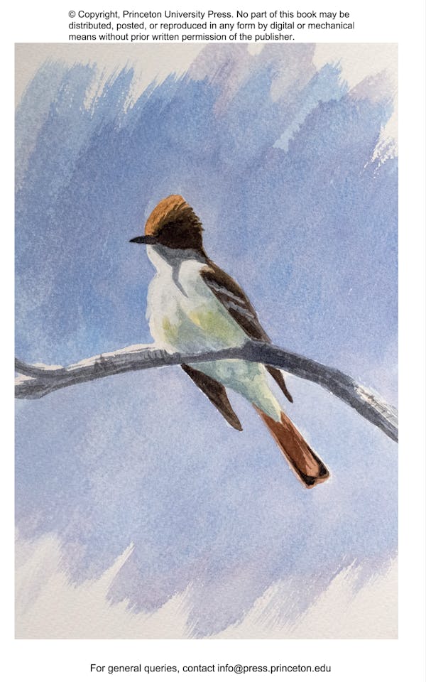 Field Guide to North American Flycatchers | Princeton University Press