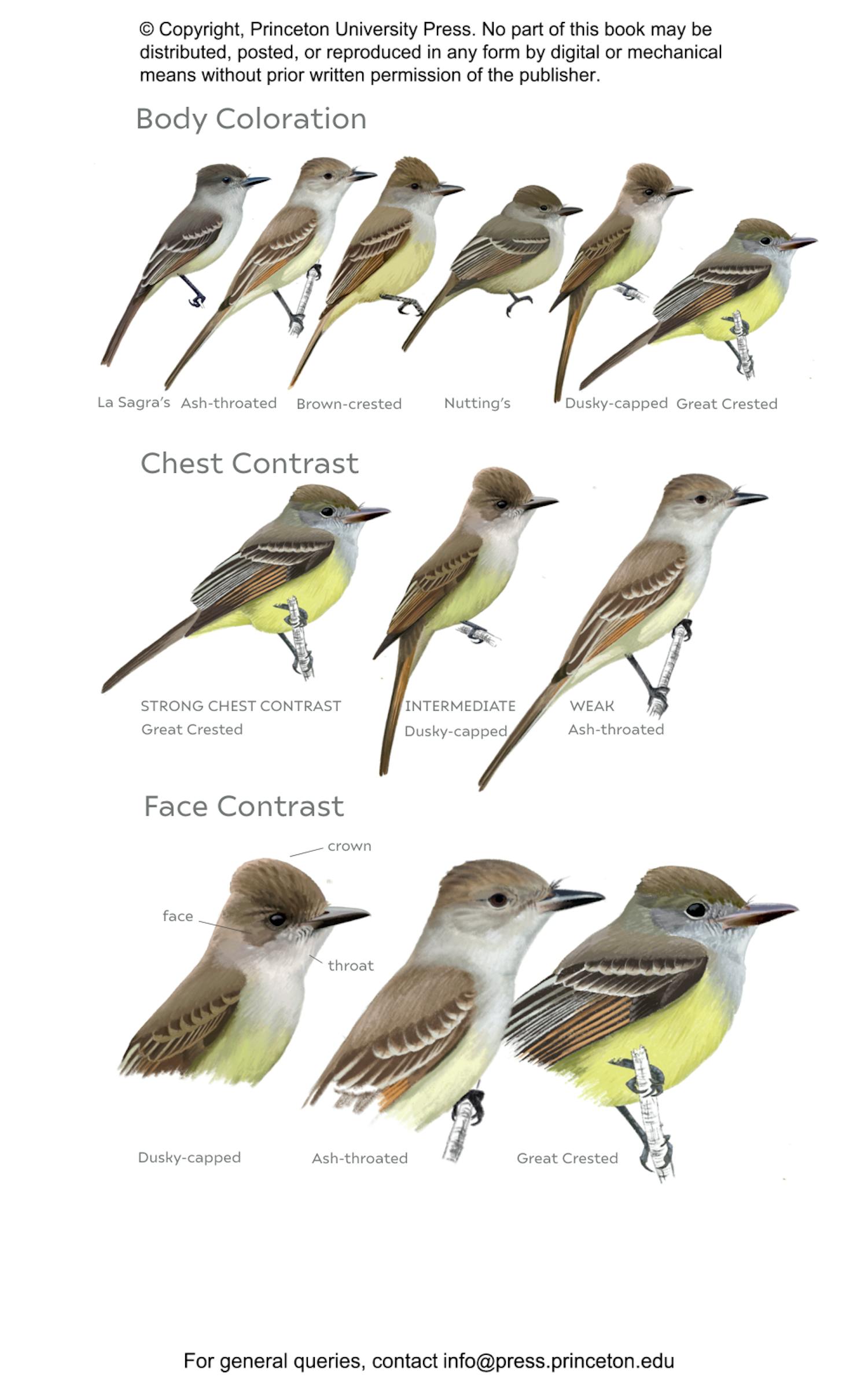 Field Guide to North American Flycatchers | Princeton University Press