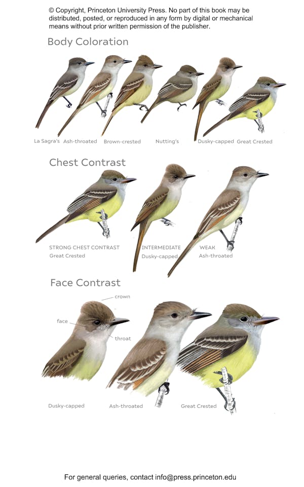 Field Guide to North American Flycatchers | Princeton University Press