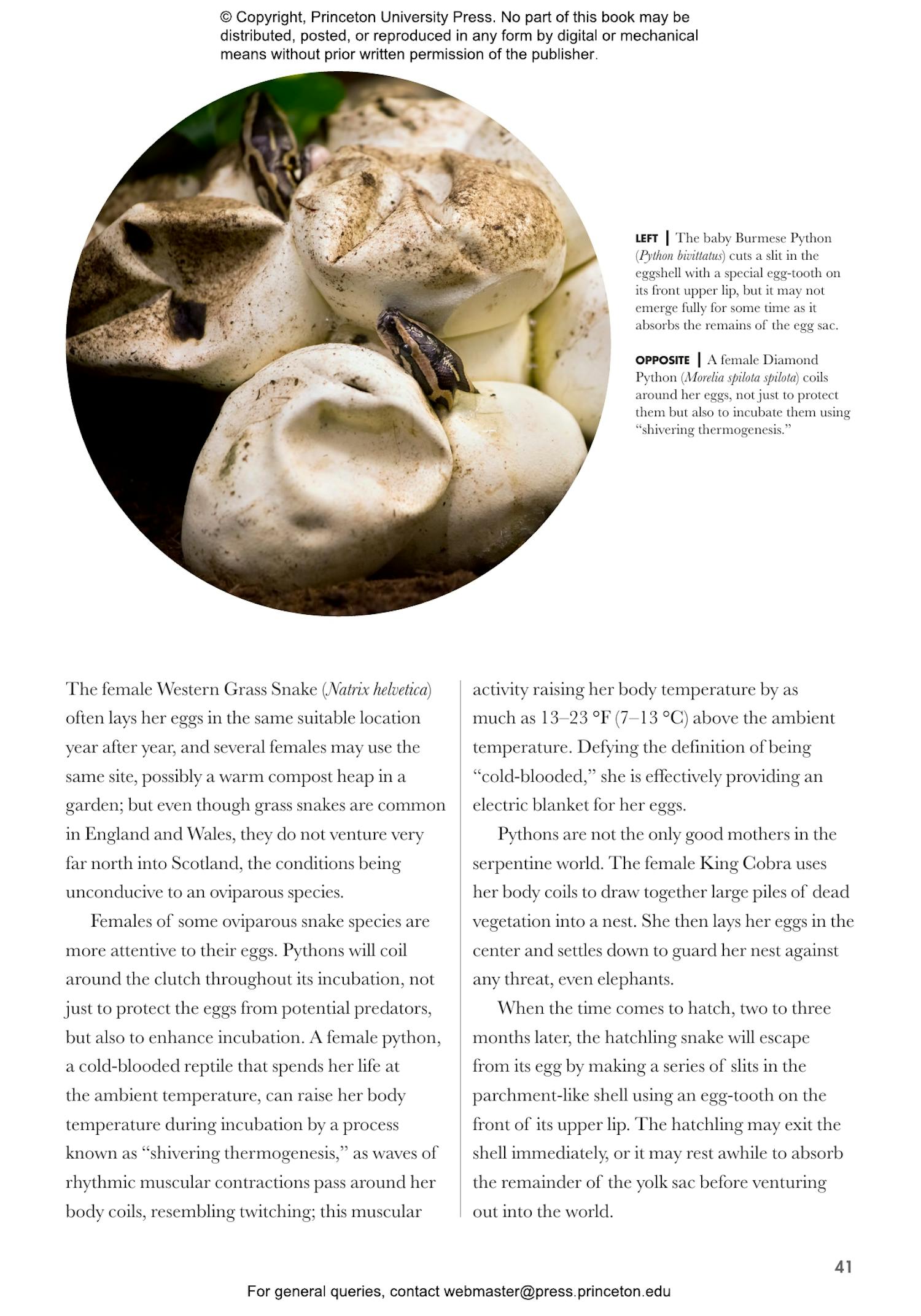 Snakes of the World | Princeton University Press