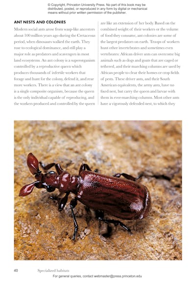 Beetles of the World | Princeton University Press