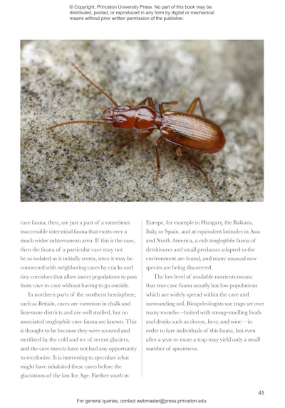 Beetles of the World | Princeton University Press